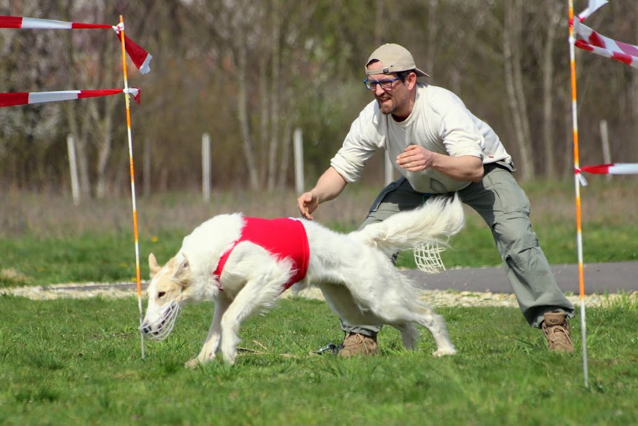 Lure Coursing: U nedjelju se u Pribislavcu natječu hrtovi i drugi psi
