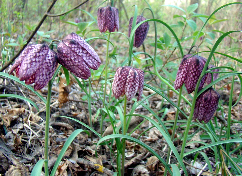Zaštićenu kockavicu Donjovidovčani nazivaju „Košuta“