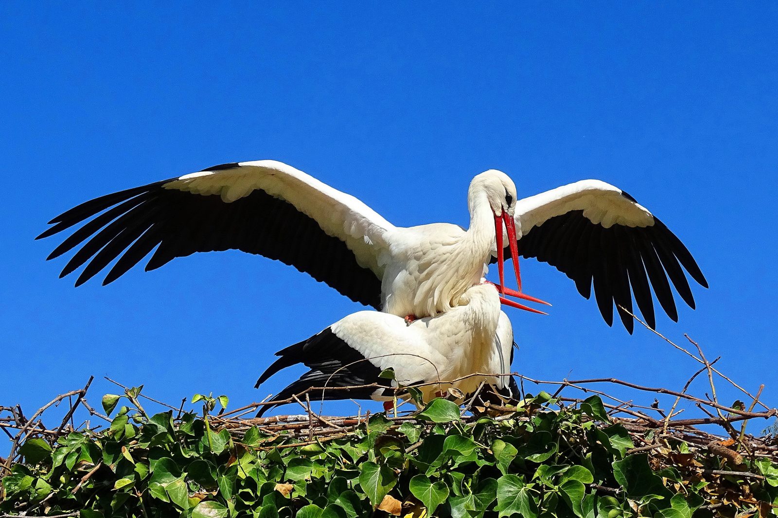 Dan roda: U Međimurju najviše roda u Kotoribi