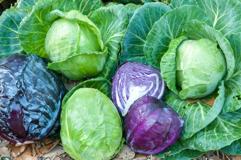 Kupus- čuvar našeg zdravlja u zimskim danima!