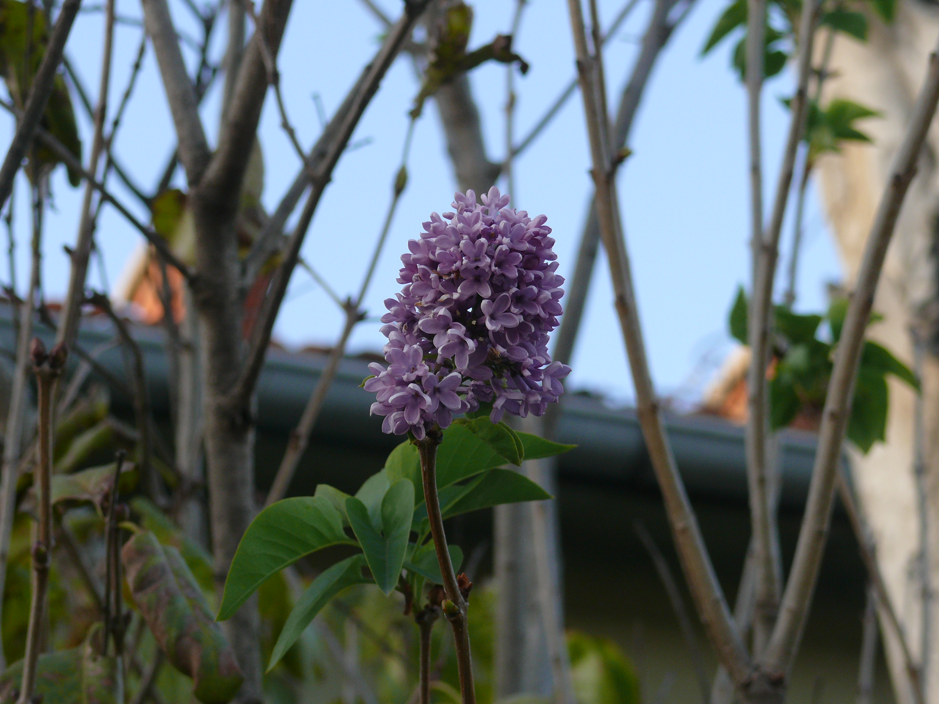 Procvjetao jorgovan kod pila u čakovečkoj Kalničkoj ulici