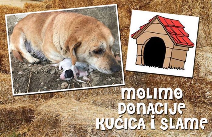 Čakovečki Azil moli donacije kućica, slame i stiropora jer stižu ...