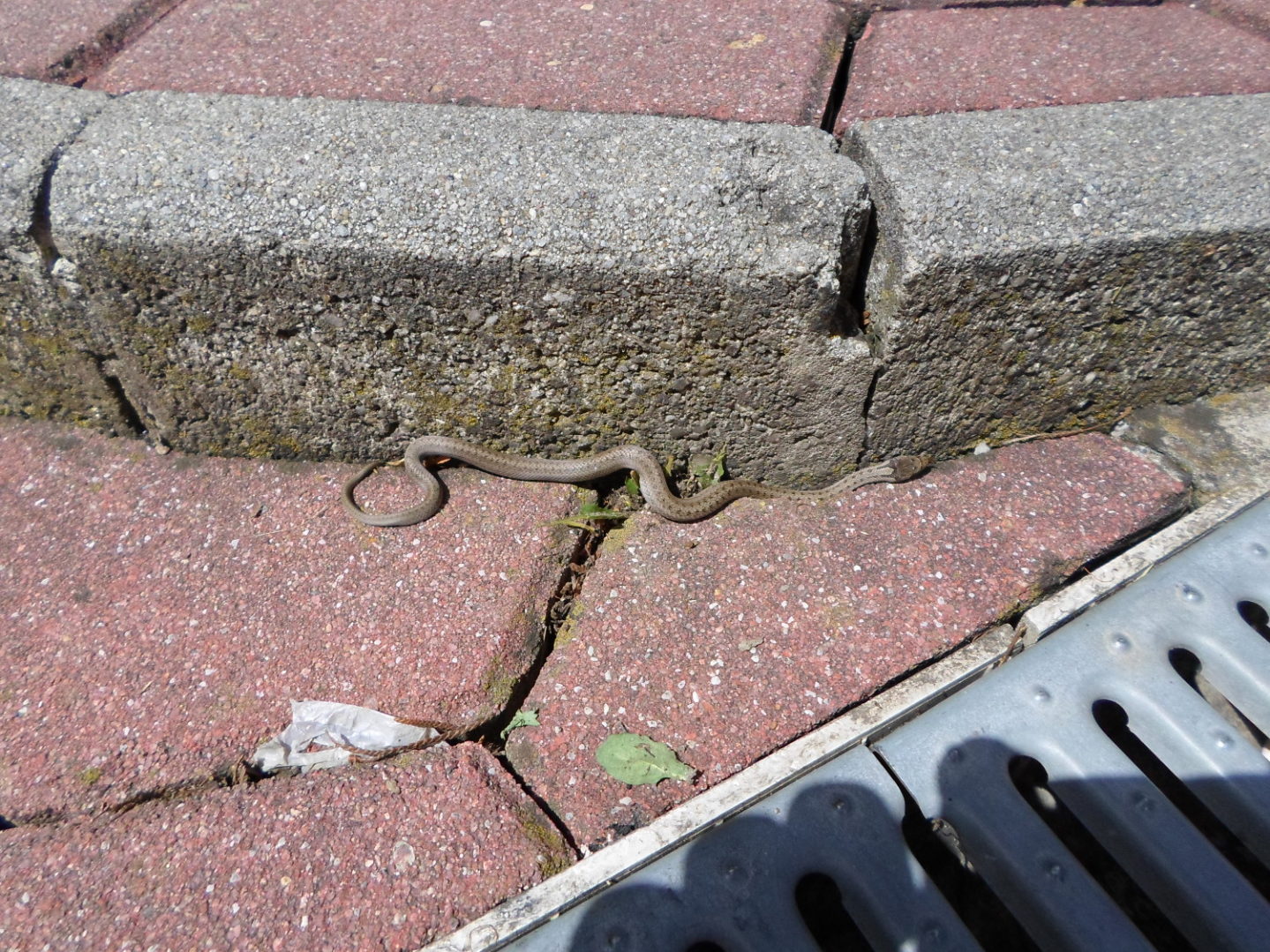 Sve češći stanovnici urbanih područja: Zmije gmižu po Čakovcu