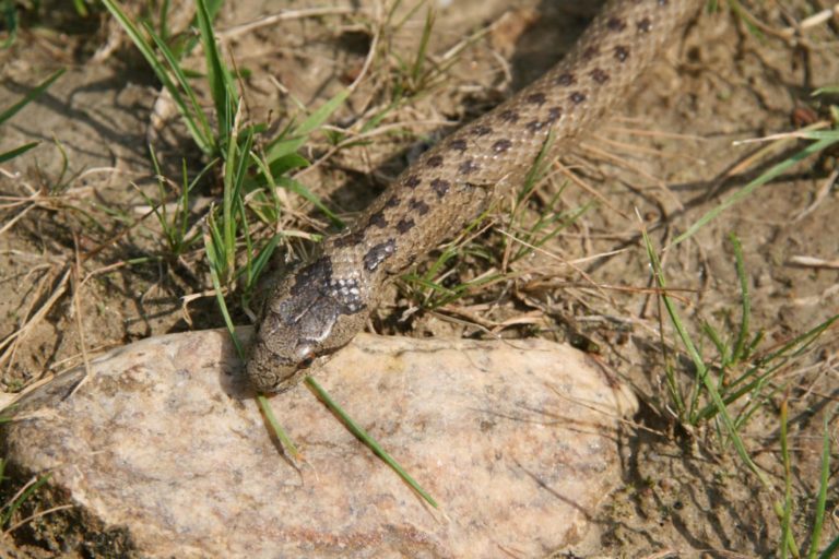 I u Međimurju izlaze zmije iz zimskih skrovišta