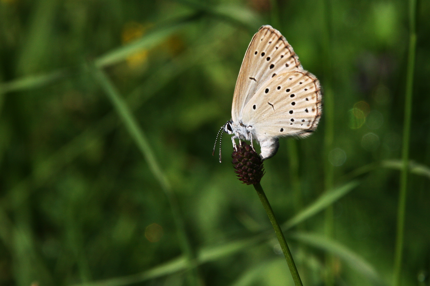 Ostvarite financijske potpore - (Ne)košnja vlažnih livada