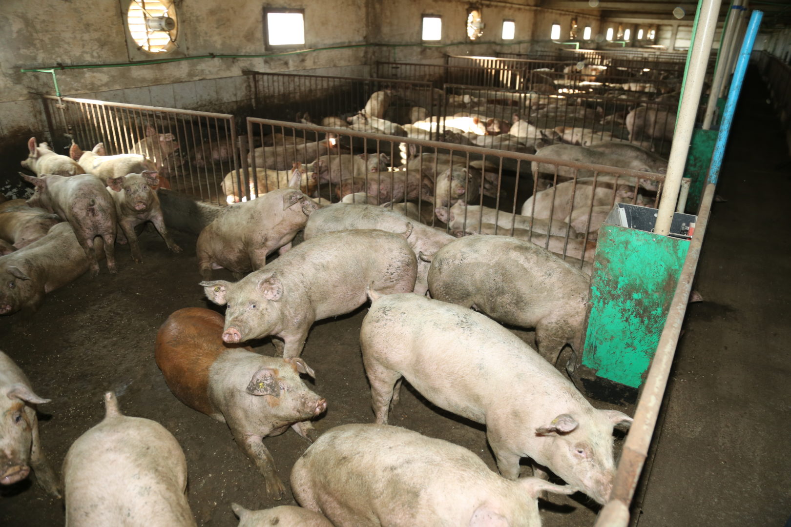 Popis poljoprivrede kaže da imamo više svinja, ovaca i peradi!