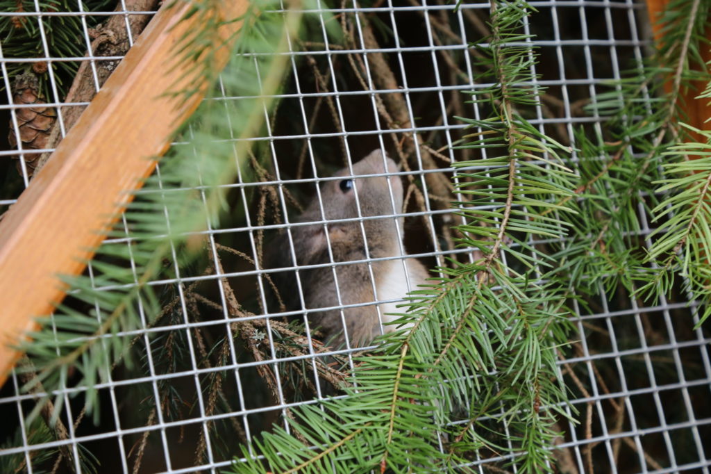 FOTO: VJEVERICE PERO i ZRINKA novi su stanovnici čakovečkog parka!
