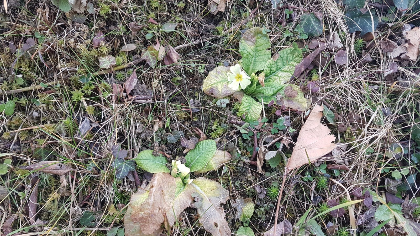 U Međimurju prvi jaglaci usred siječnja!