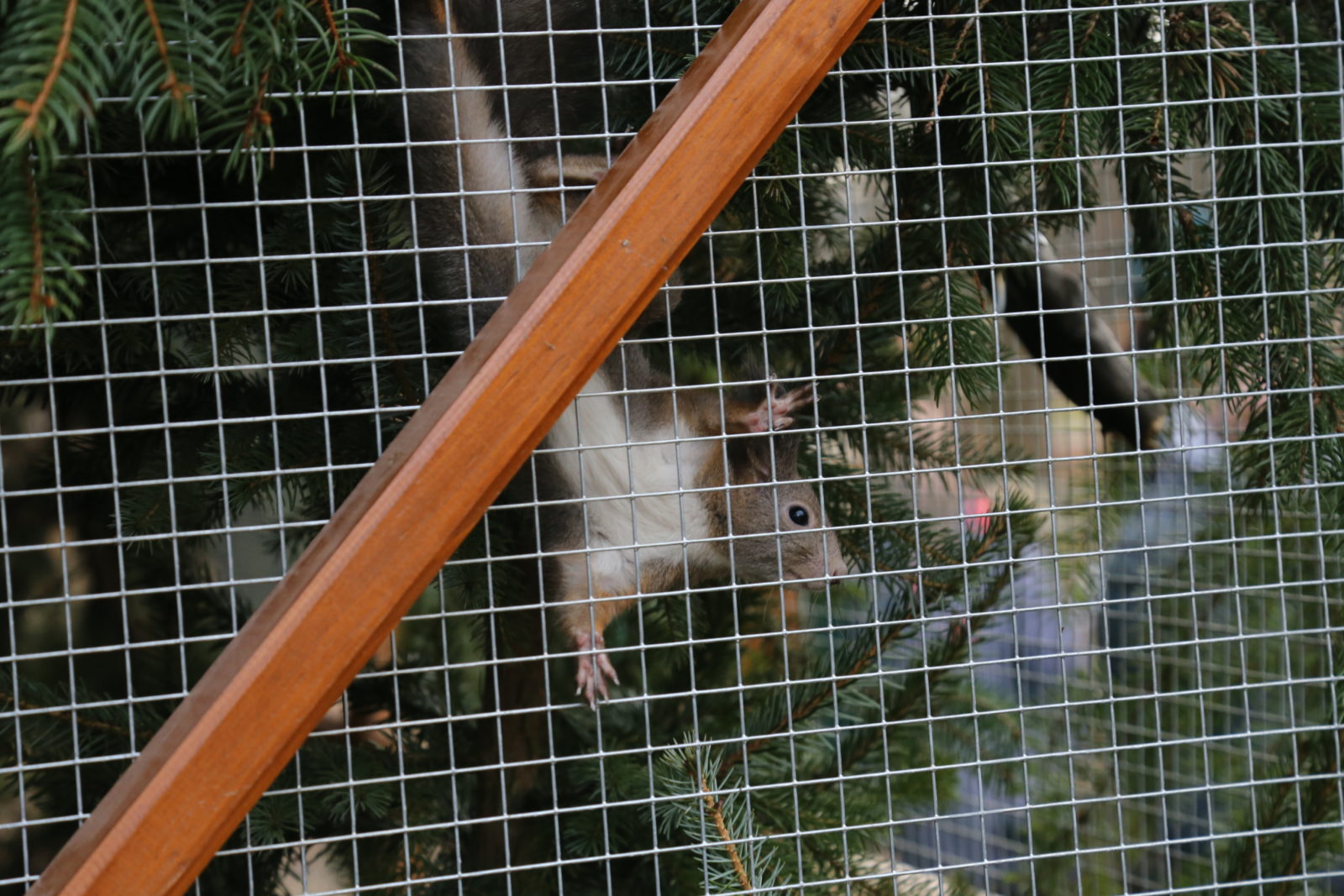 ČAKOVEČKE VJEVERICE prava su atrakcija: Donosimo cijelu priču o ...