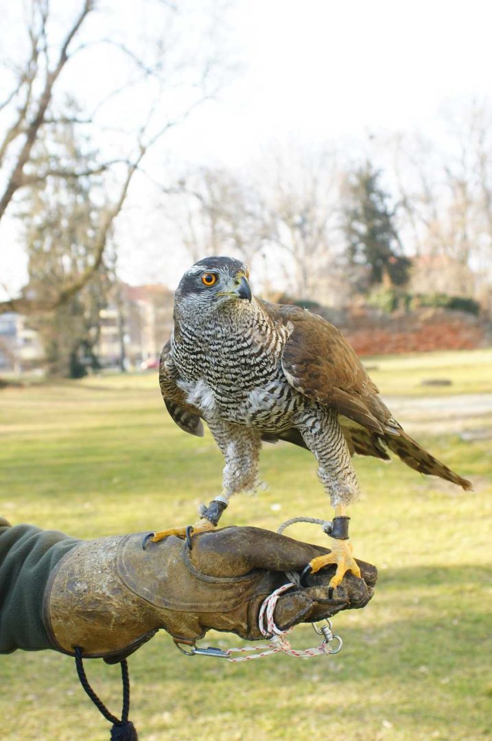 Predivne ptice grabljivice
