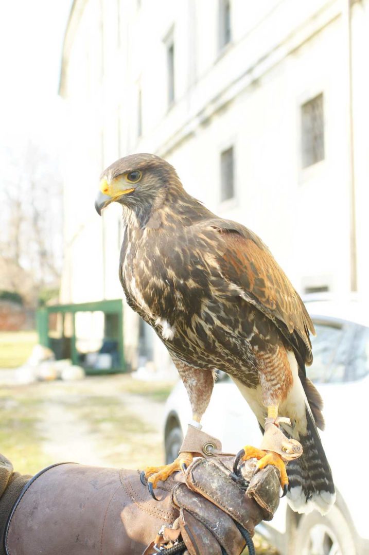 Predivne ptice grabljivice