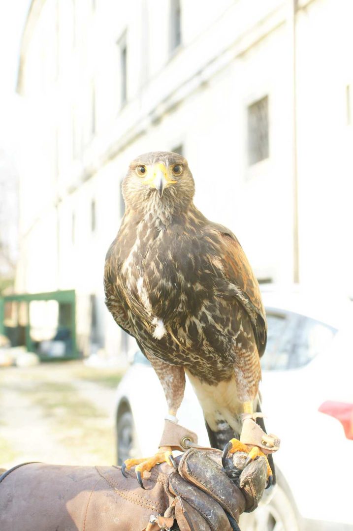 Predivne ptice grabljivice