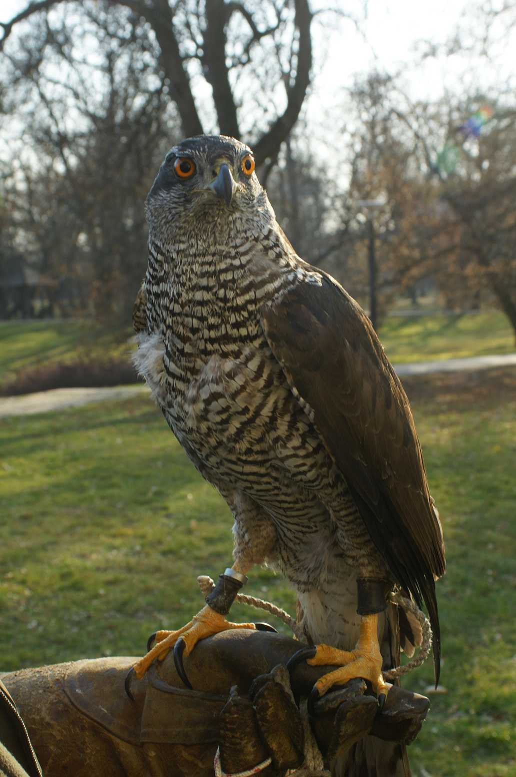 Predivne ptice grabljivice