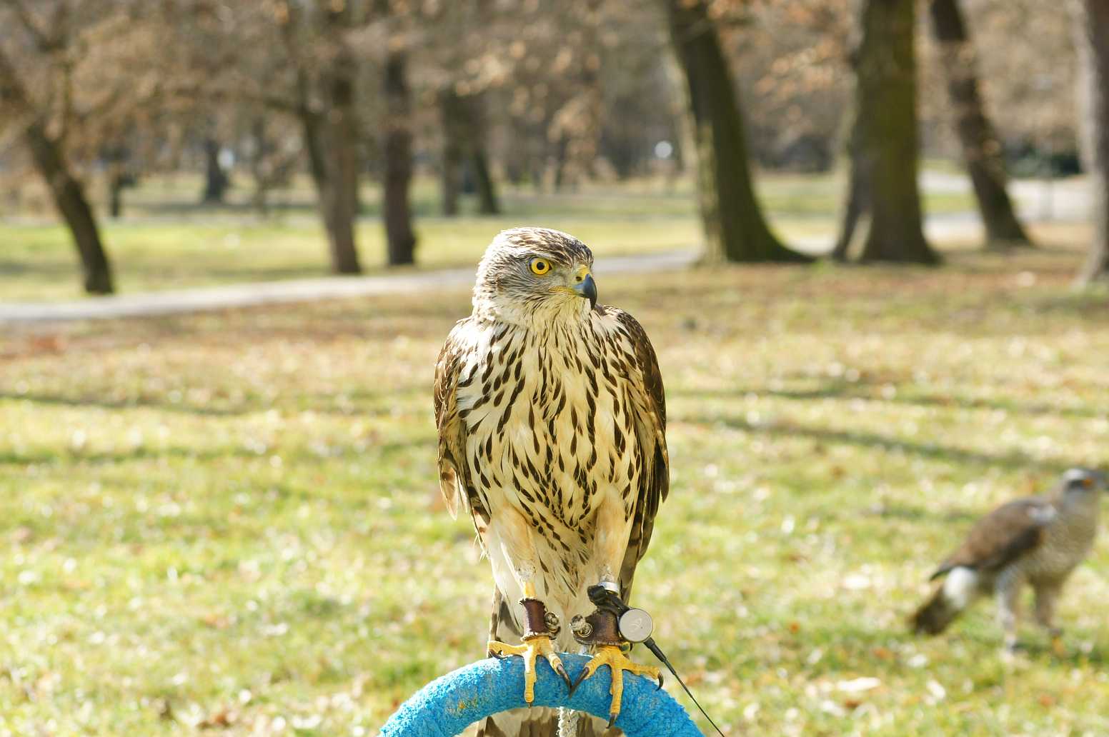 Predivne ptice grabljivice