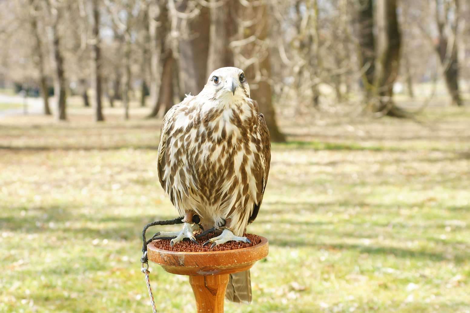 Predivne ptice grabljivice