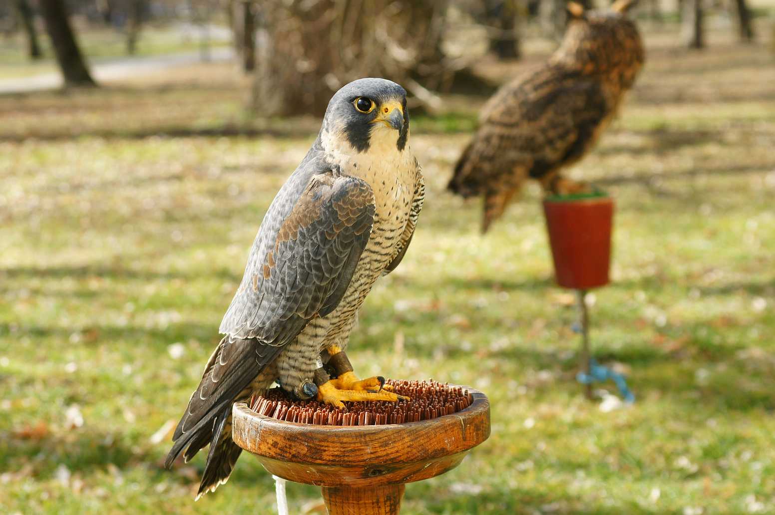 Predivne ptice grabljivice