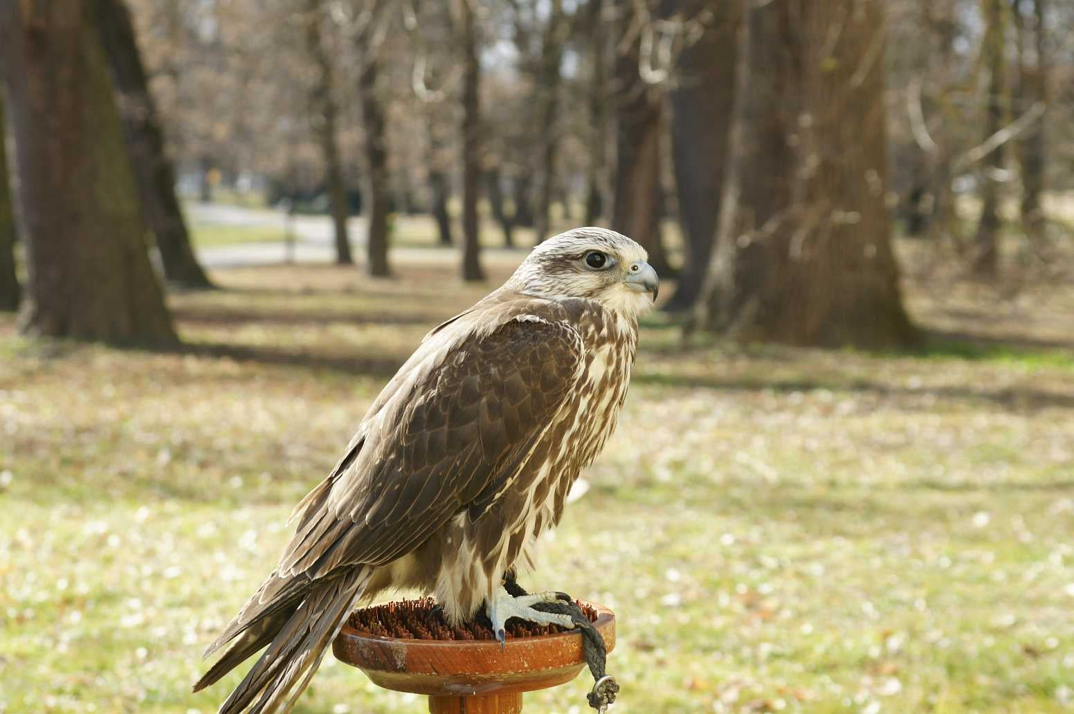 Predivne ptice grabljivice