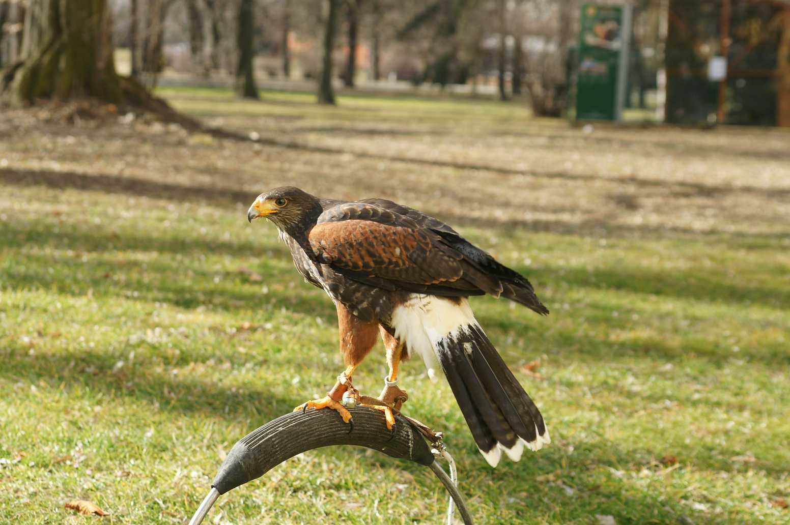 Predivne ptice grabljivice