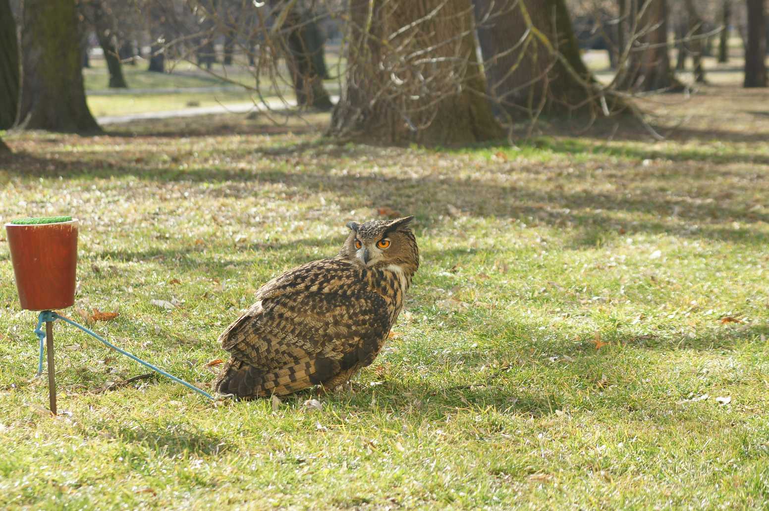 Predivne ptice grabljivice