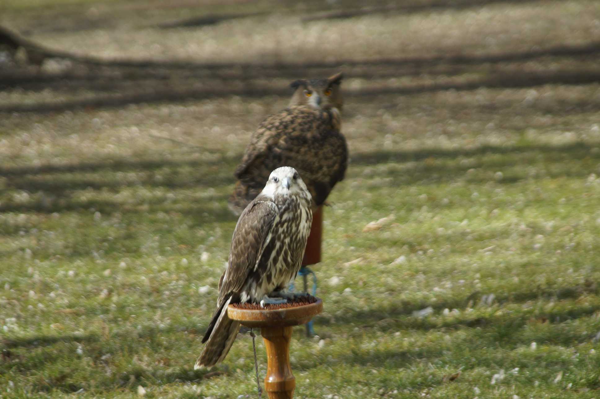 Predivne ptice grabljivice