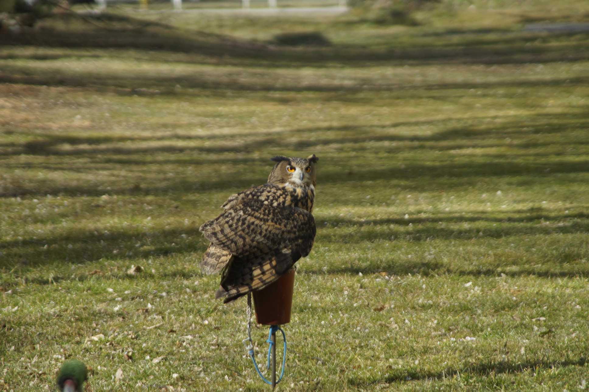 Predivne ptice grabljivice