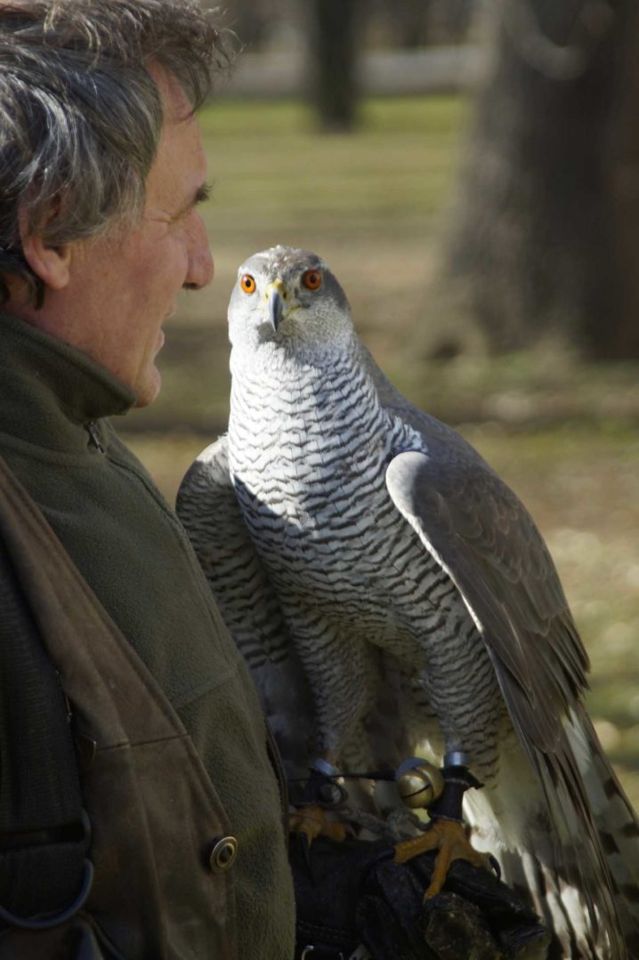 Predivne ptice grabljivice