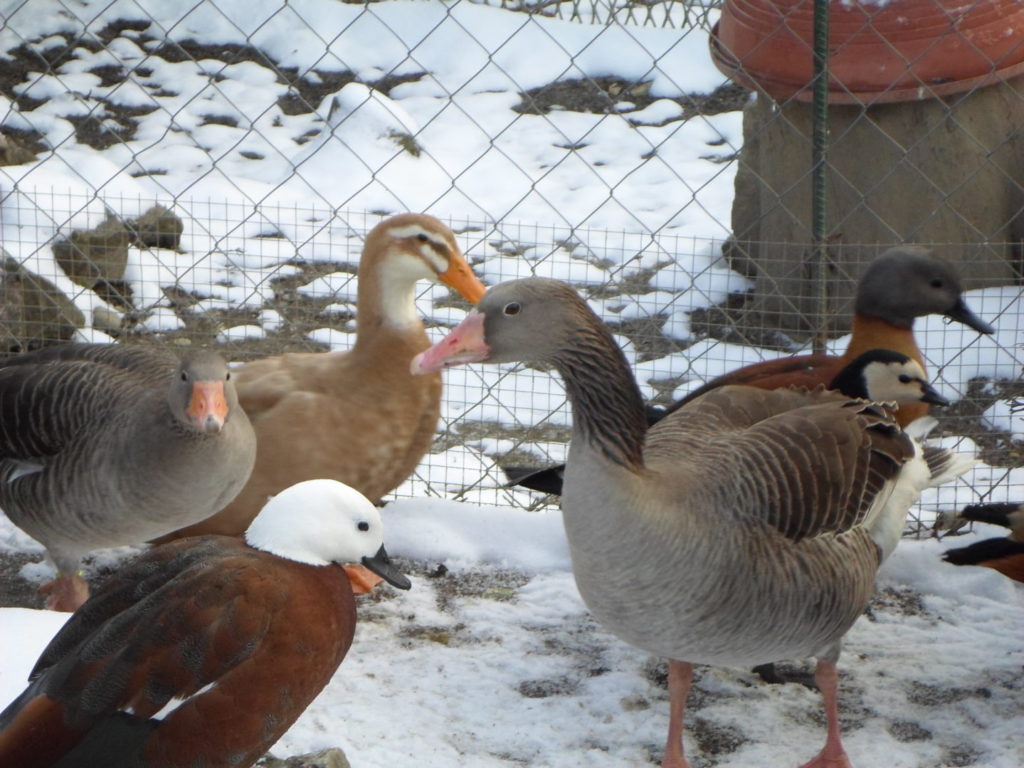 FOTO: Rajska novozelandska patka, hrvatski raritet živi u Svetoj Mariji!