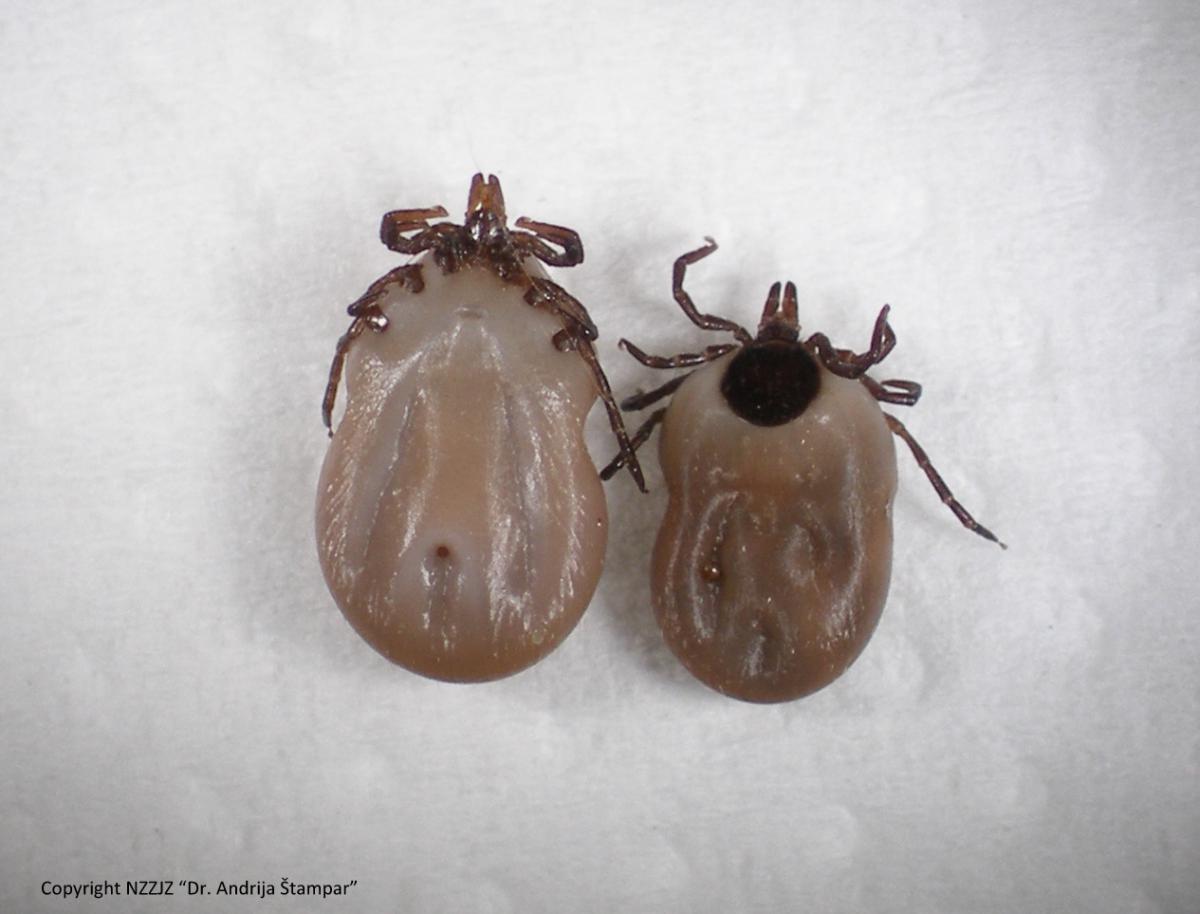 Oprez, počinje sezona krpelja: Kako se zaštiti?