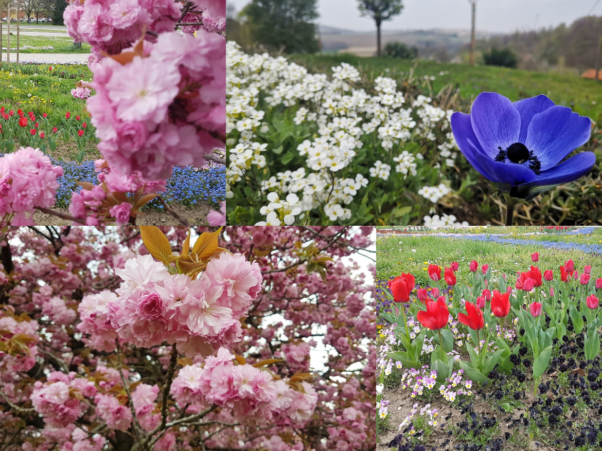 FOTO: PROLJETNO šarenilo unosi vedrinu i u tmurne dane!