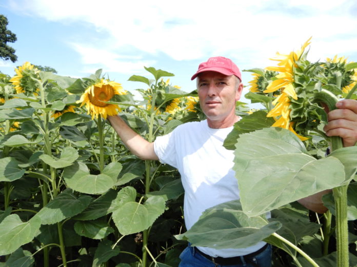 KAO NIKAD RANIJE brojna polja suncokreta diljem Međimurja, a Mladen ...