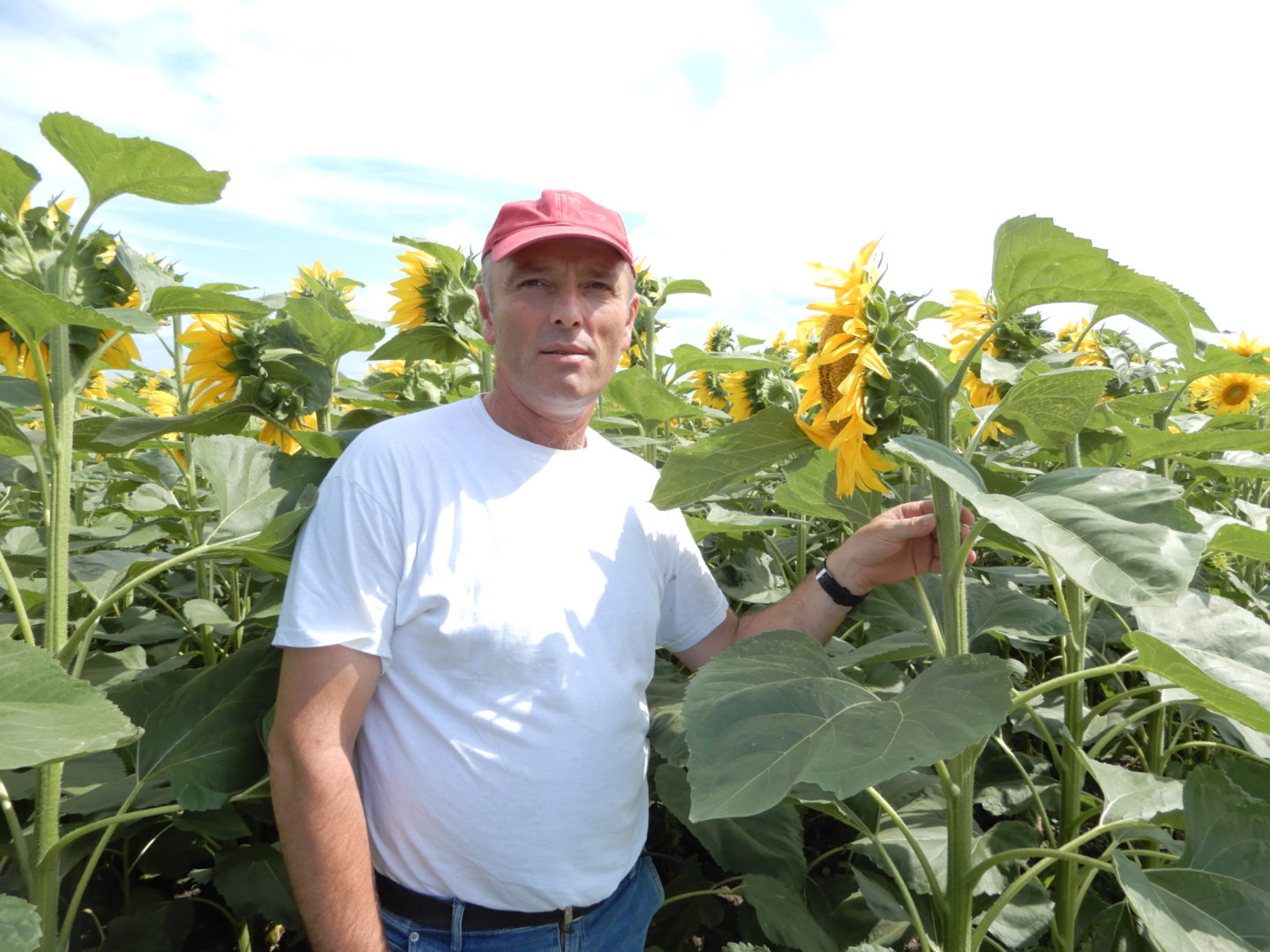 KAO NIKAD RANIJE brojna polja suncokreta diljem Međimurja, a Mladen ...