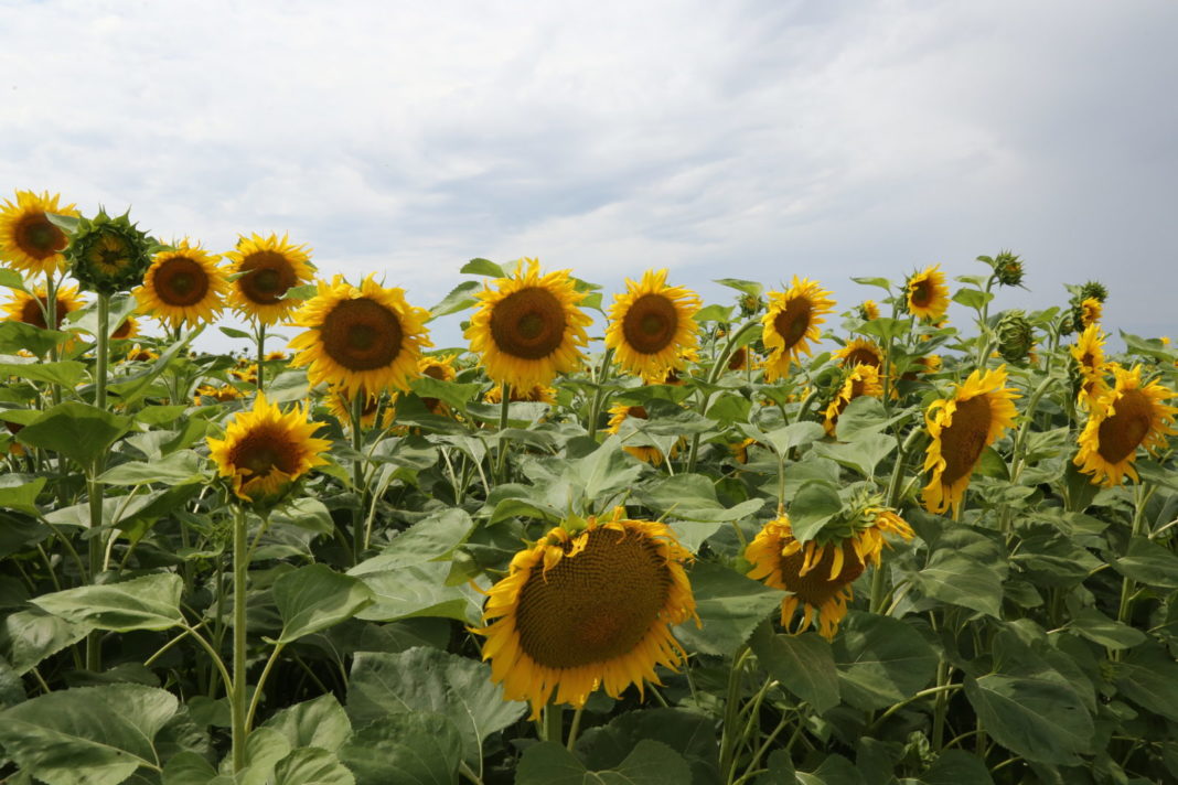 KAO NIKAD RANIJE brojna polja suncokreta diljem Međimurja, a Mladen ...