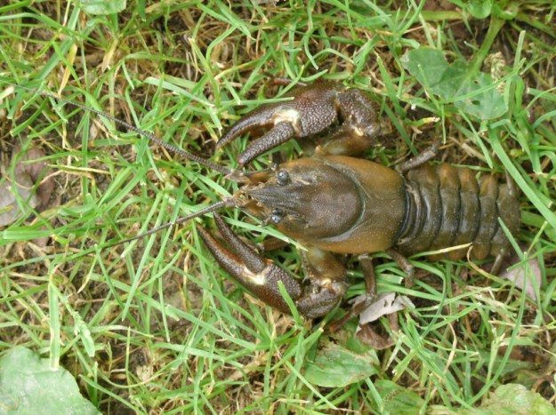 Invazivni rakovi prijeti biološkoj raznolikosti