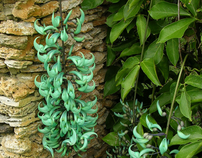 Pet najrjeđih cvjetova na svijetu!