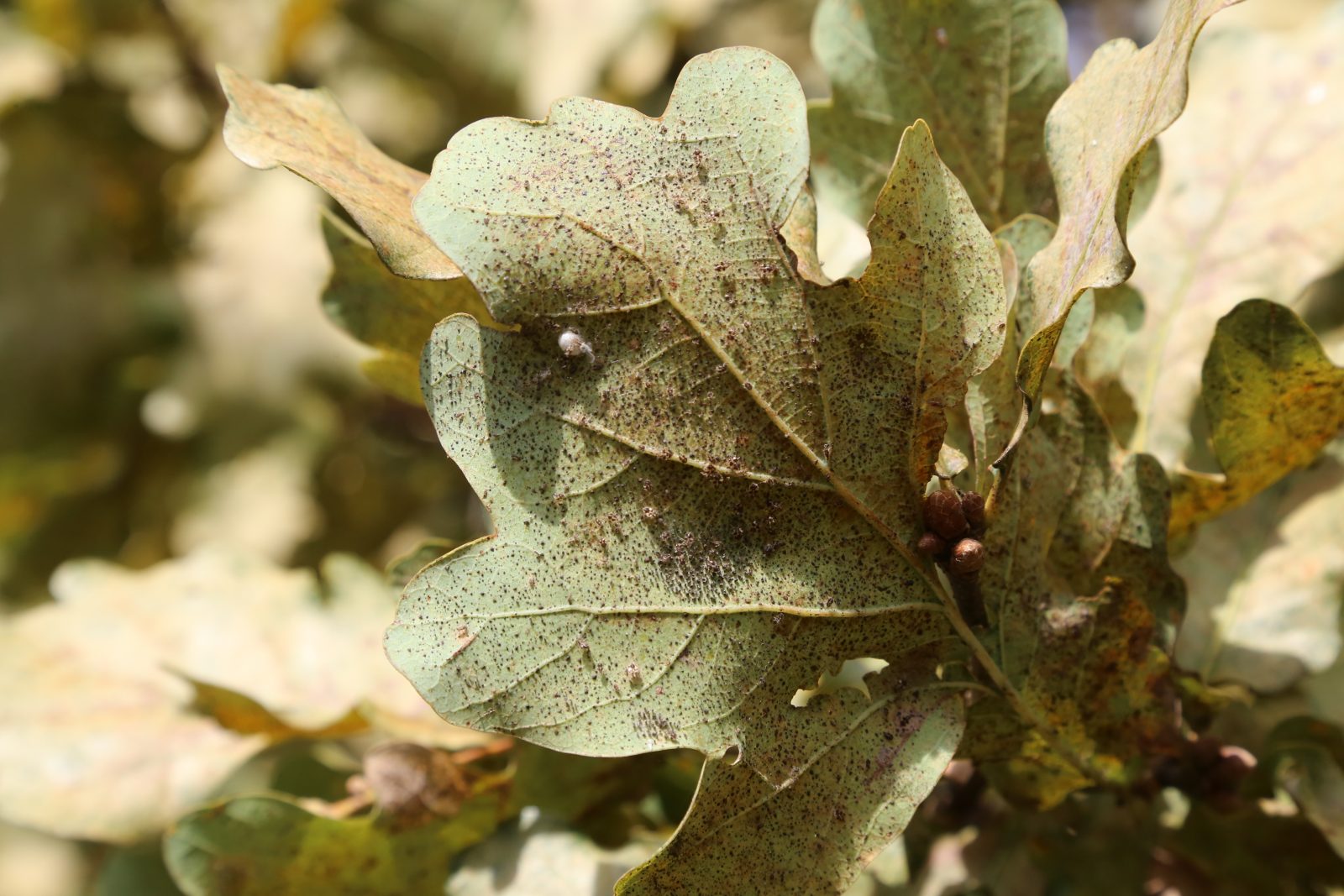 Stjenice prijete uništenjem drveća u Međimurju