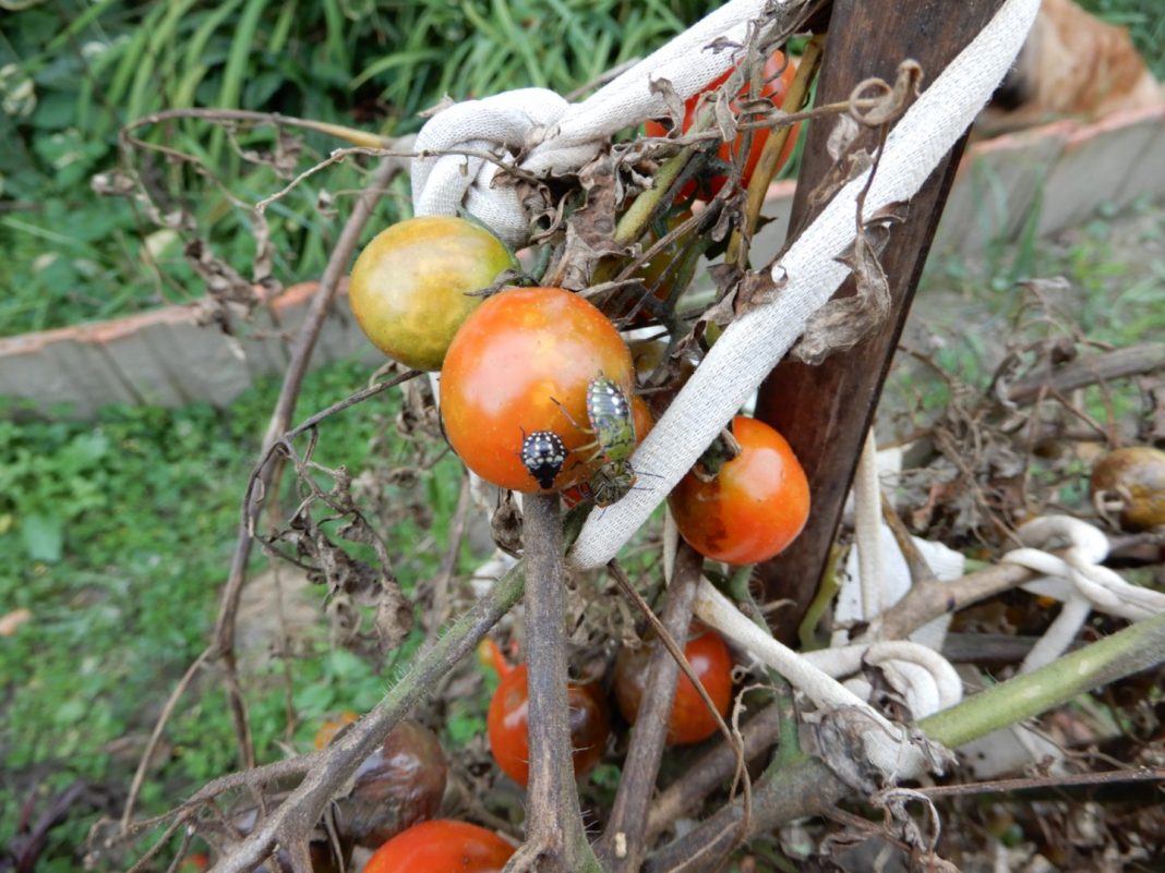 Stjenice prijete uništenjem drveća u Međimurju