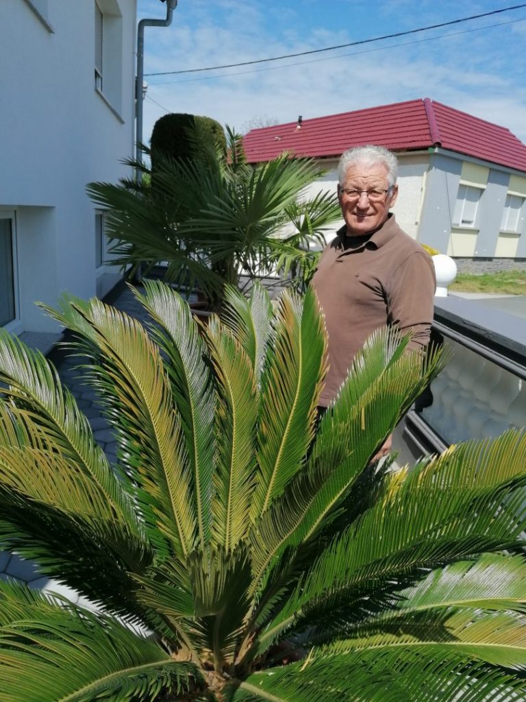 Cikas palma - pravi živi fosil