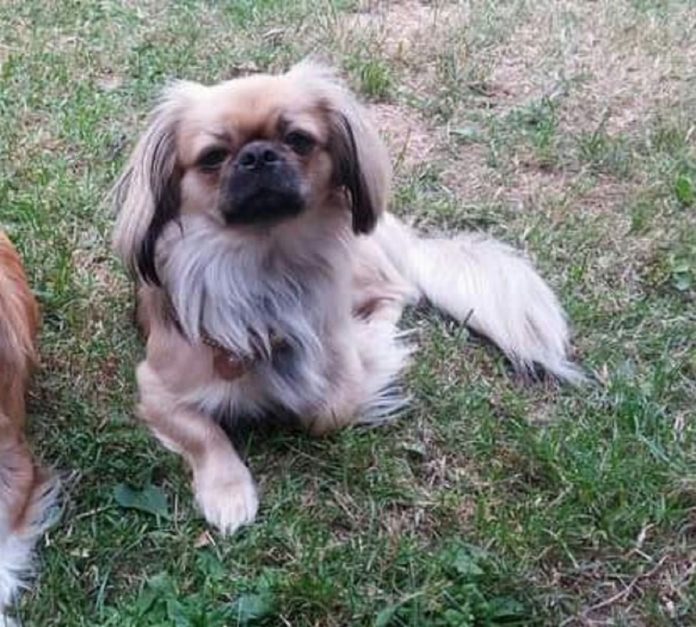 Izgubio se mali pekinezer kod Jurovčaka