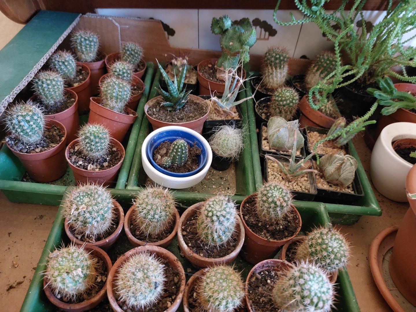 vlč. Mirko Pilaj župnik je koji se uz svoju pastvu brine i o tisućama ...