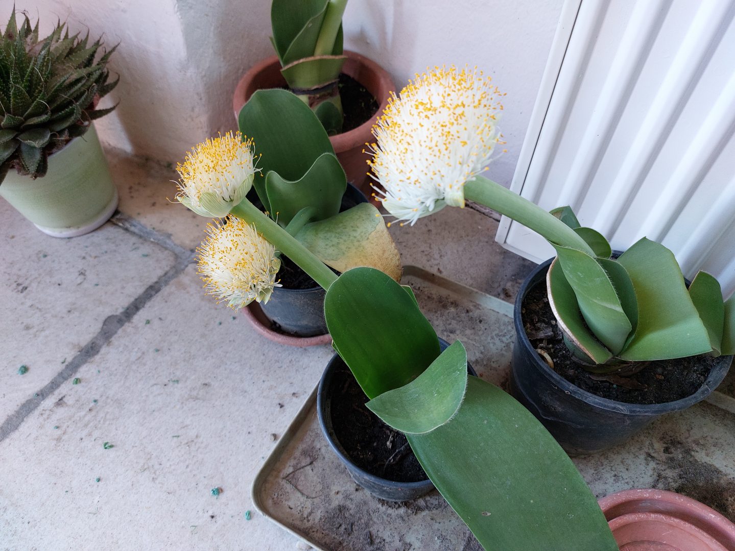 vlč. Mirko Pilaj župnik je koji se uz svoju pastvu brine i o tisućama ...