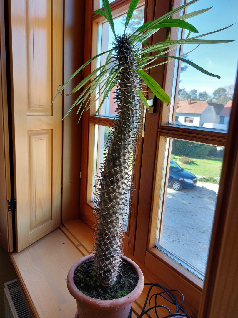 vlč. Mirko Pilaj župnik je koji se uz svoju pastvu brine i o tisućama ...