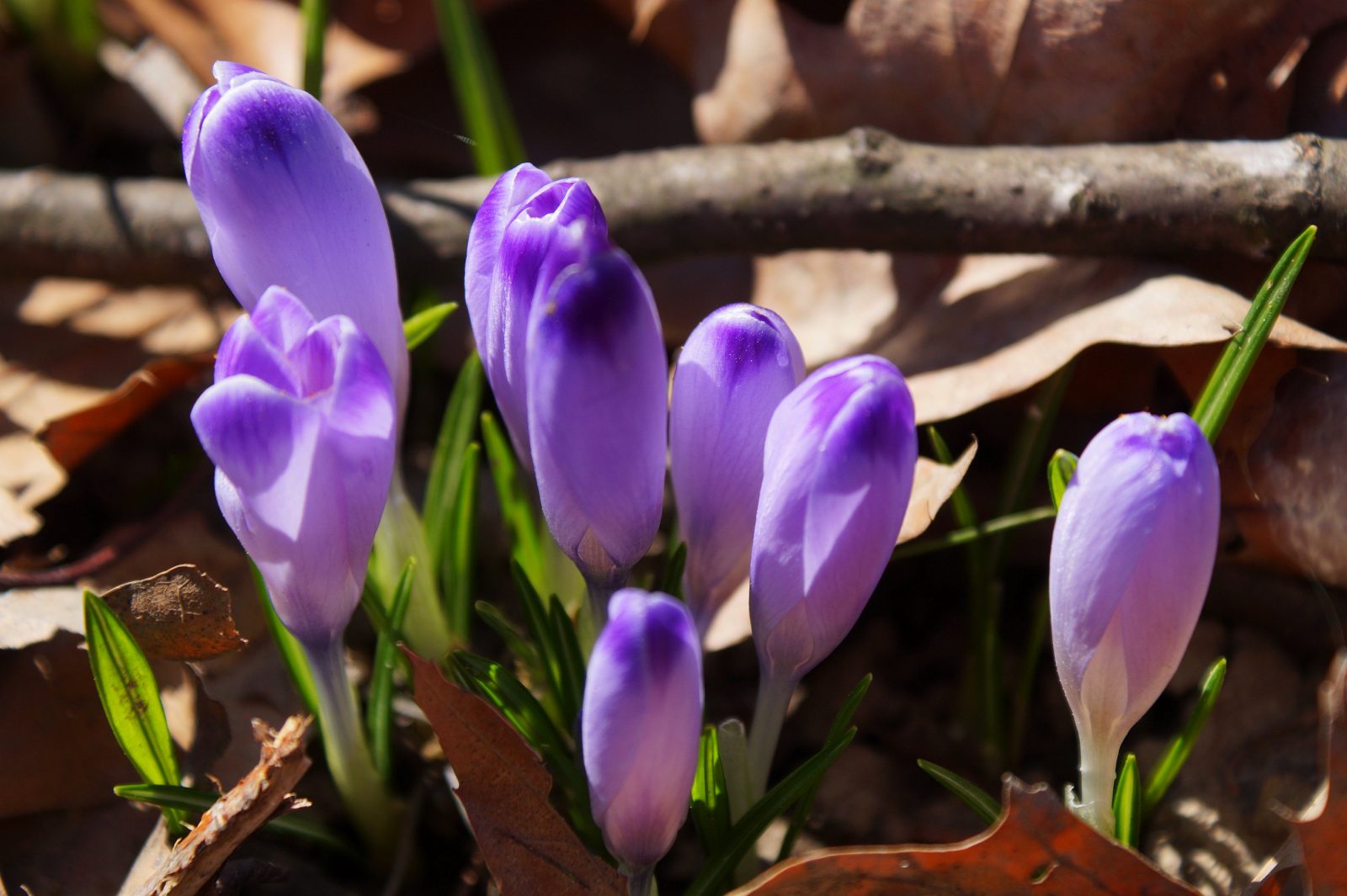 FOTO: Proljeće nam dolazi polako