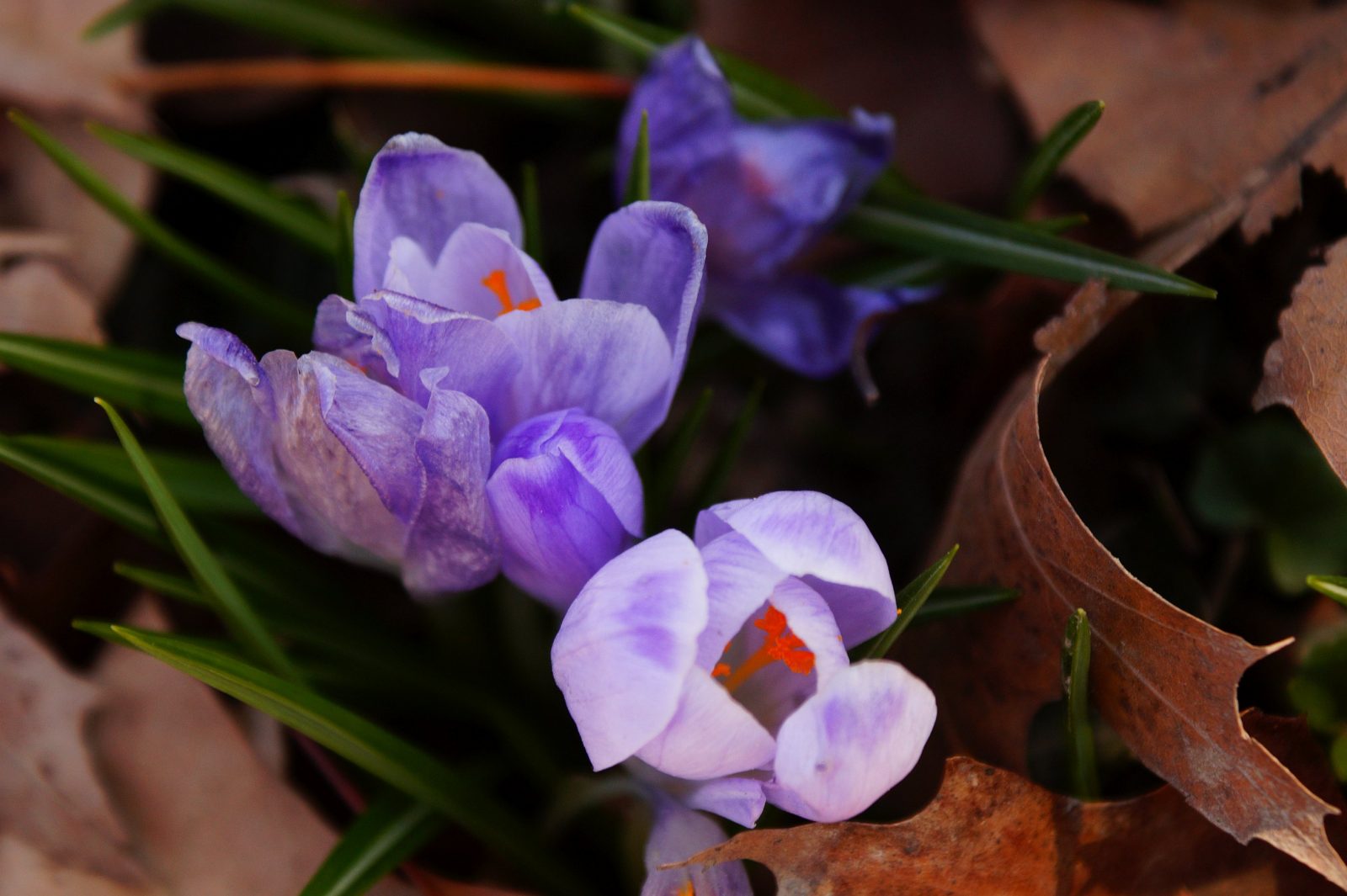 FOTO: Proljeće nam dolazi polako