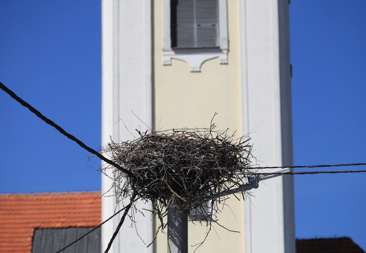 Bijele rode sagradile novo gnijezdo u Donjem Vidovcu