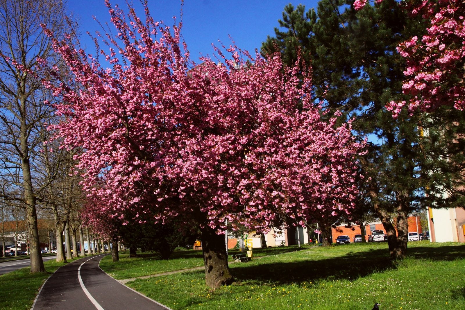 Japanske trešnje ukras su Čakovca