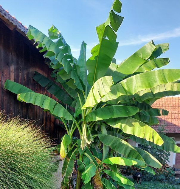 Eukaliptus, banane i smokve bit će biljke naših dvorišta!?