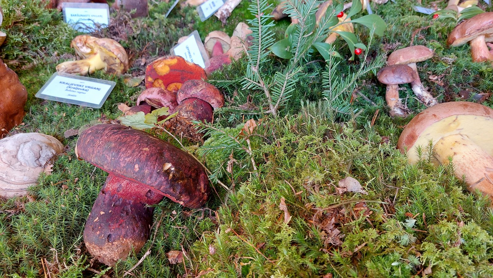 Divovska puhara na izložbi gljiva u Čakovcu