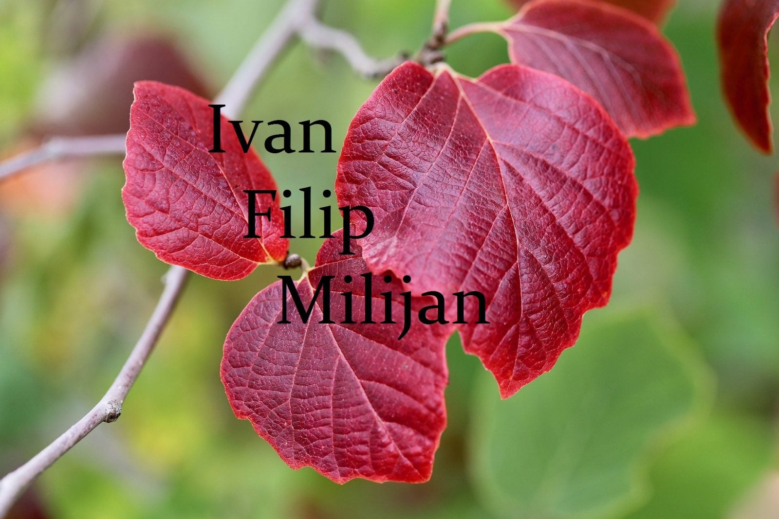 Ivan, Filip i Milijan danas imaju imendan