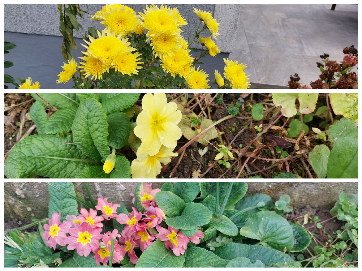 Spojili se jesen i proljeće u vrtu pa istodobno cvate jesenje cvijeće i ...