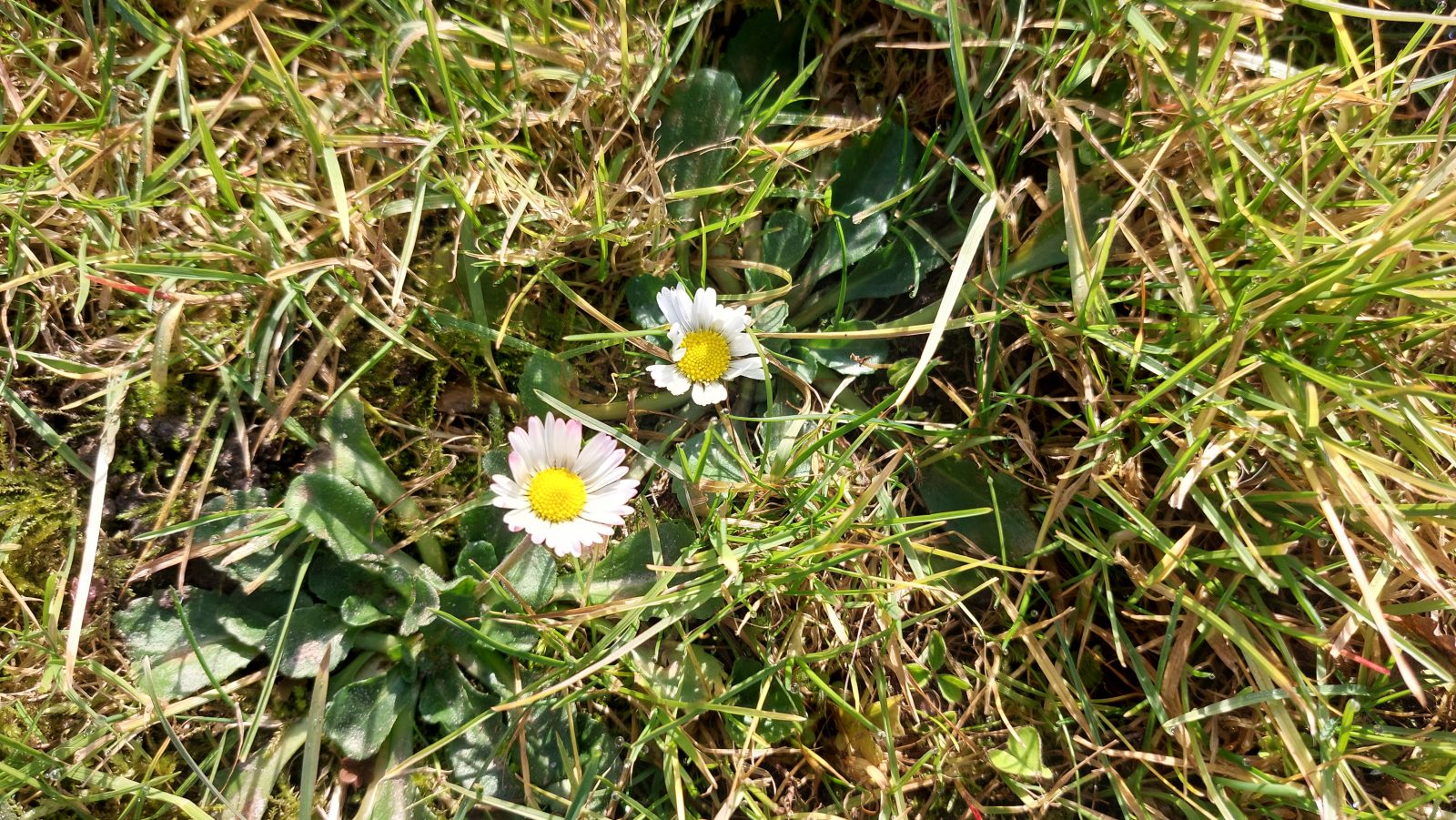 Cvatu tratinčice, maslačci, maćuhice i kukurijek